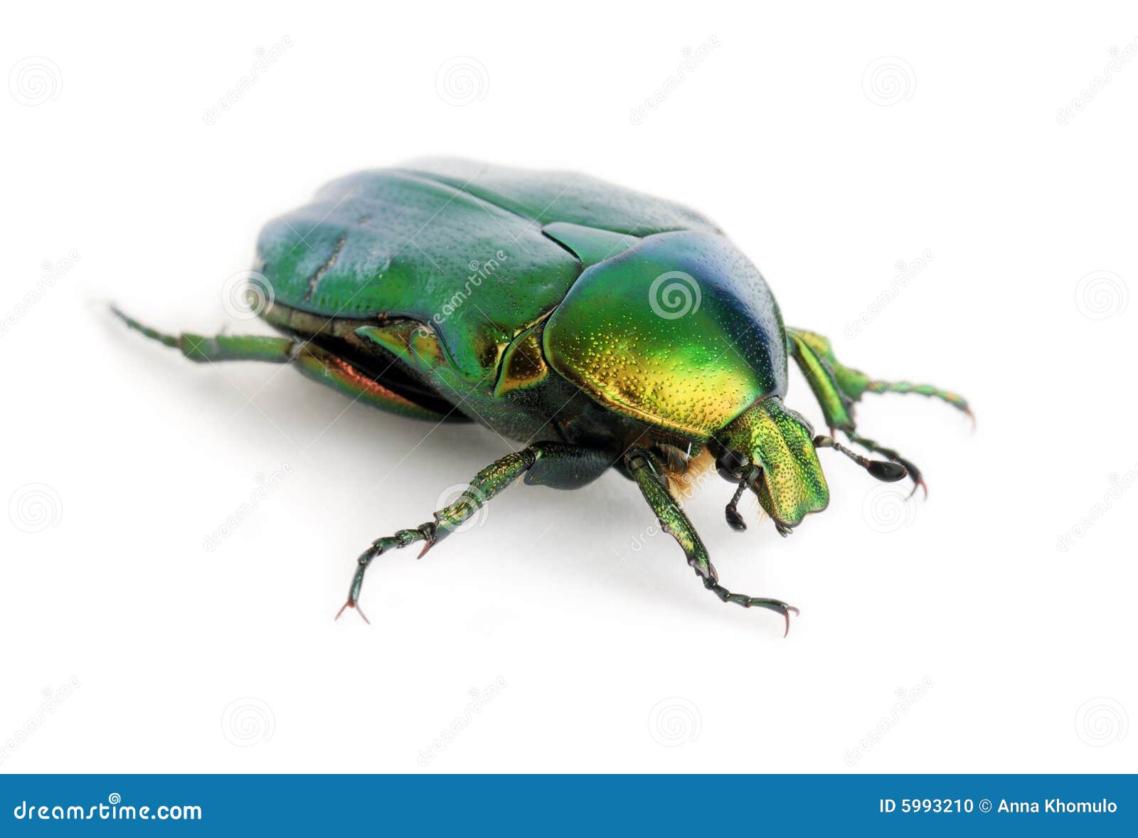 Groene kever stock foto. Image of sluit, dier, nave, macro - 5993210