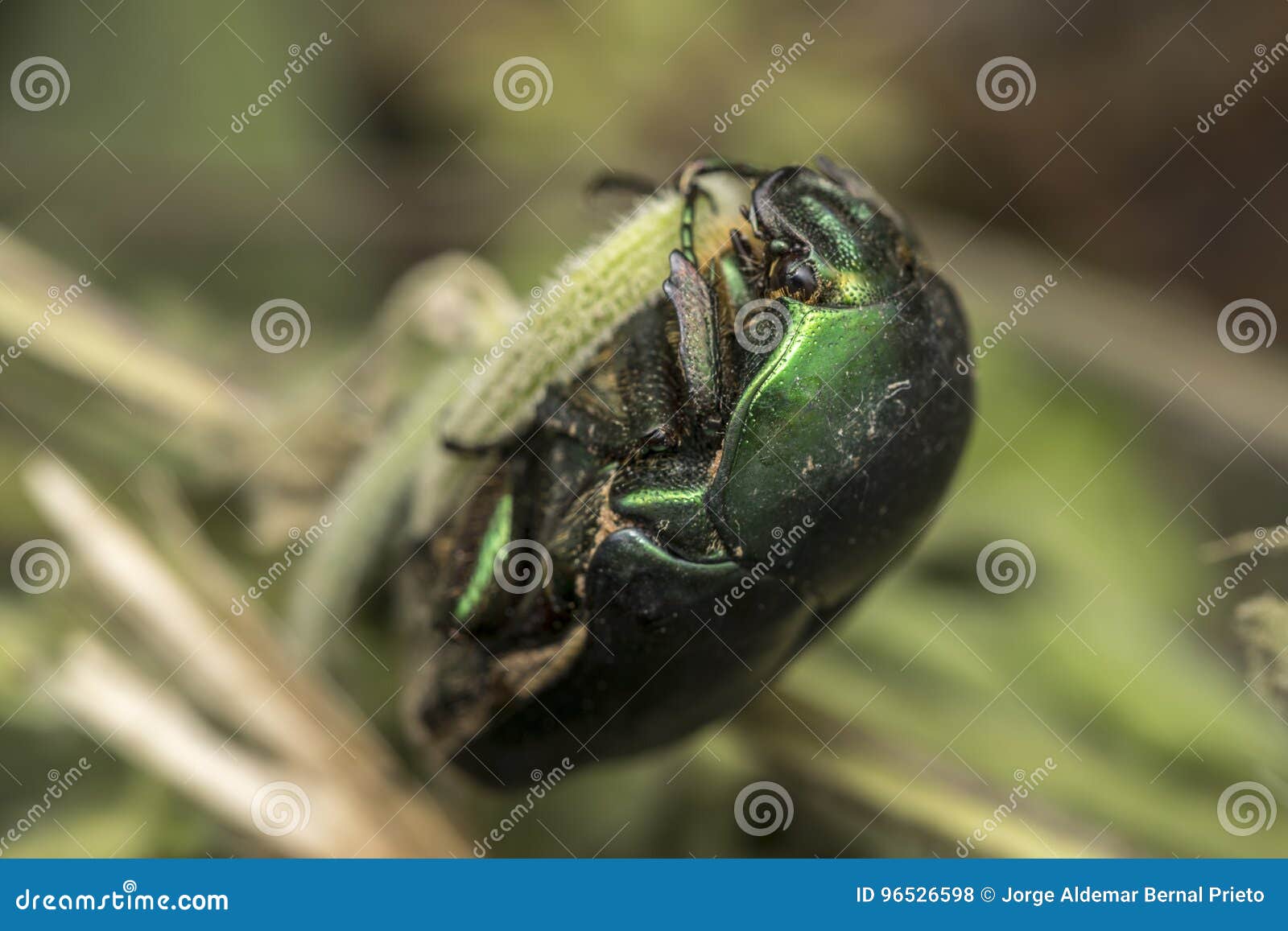 Groene Kever in De Wildernis Stock Foto - Image of biologie, nave: 96526598
