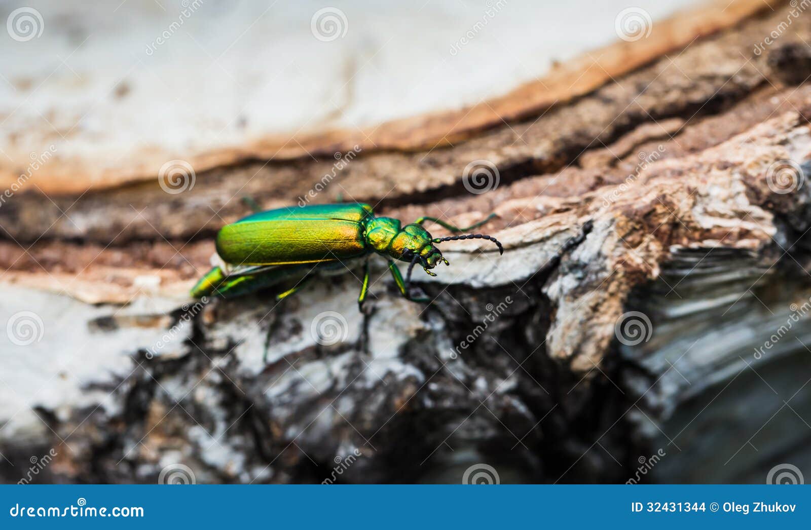 Groene Kever Op Een Berkstomp Stock Foto - Image of schild, kril: 32431344