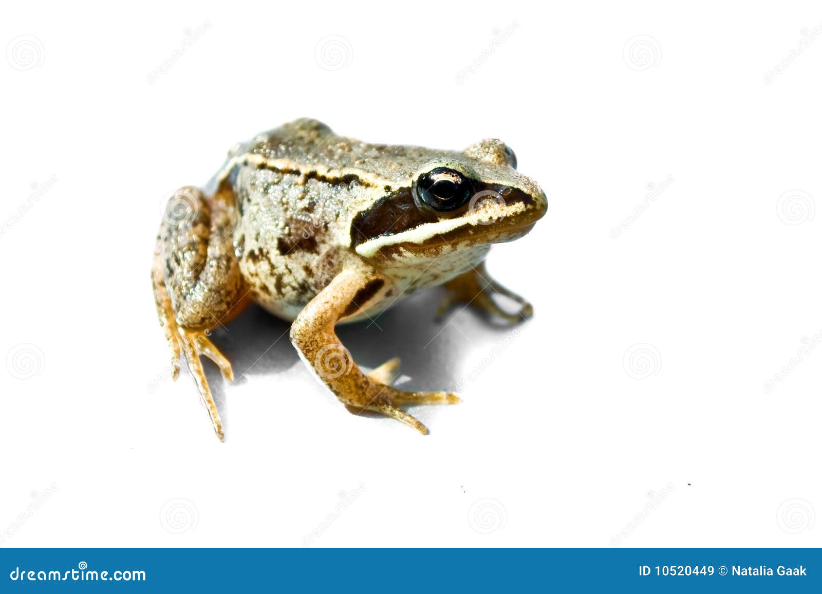 Groene kikker stock afbeelding. Image of kikker, geïsoleerd - 10520449