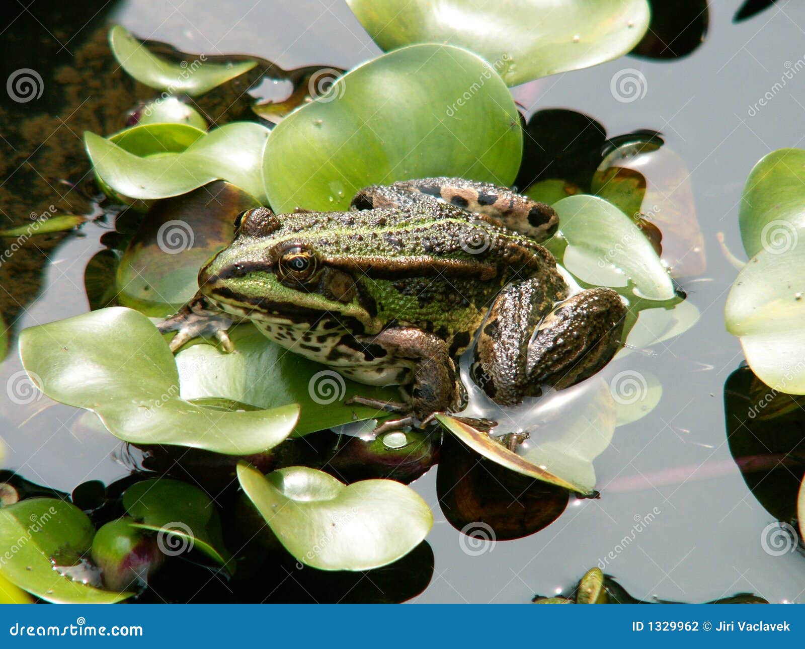 Groene kikker stock foto. Image of amfibie, bruto, datum - 1329962