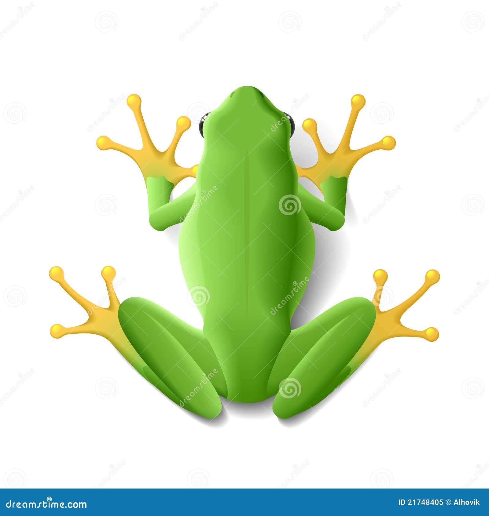 Groene kikker vector illustratie. Illustration of vector - 21748405