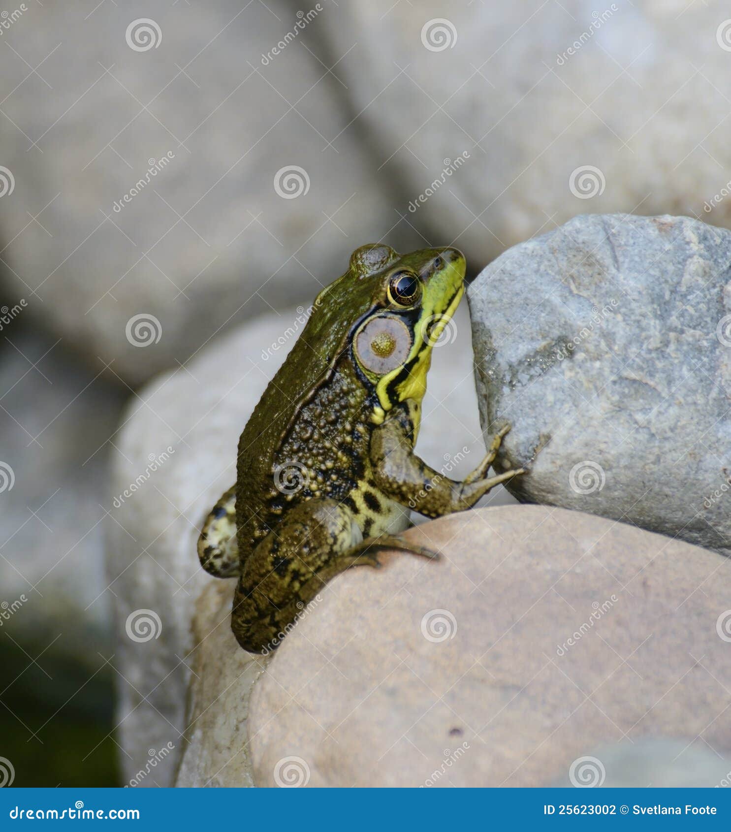 Groene Kikker stock foto. Image of kikker, rots, dier - 25623002