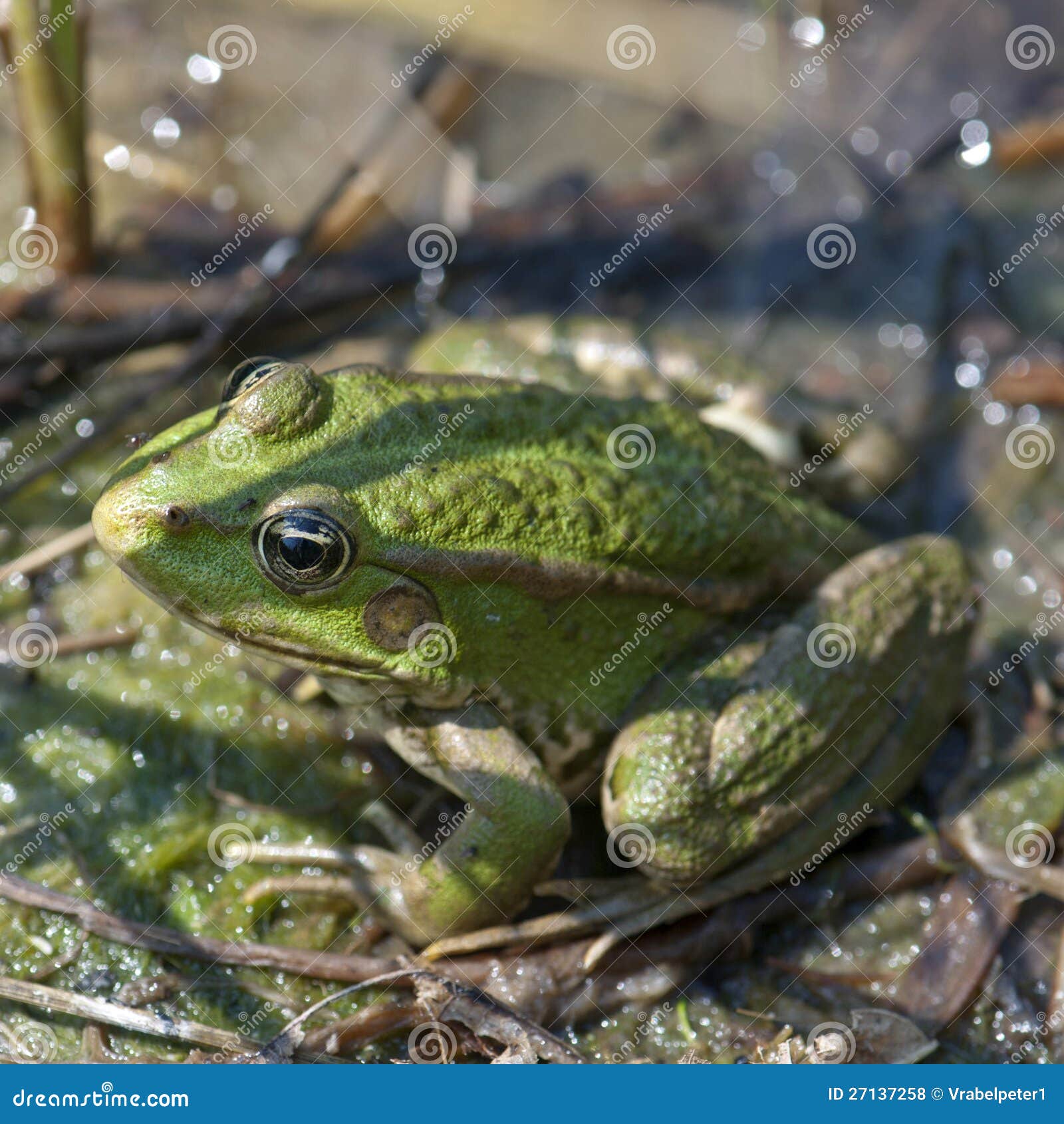 Groene kikker stock foto. Image of vijver, macro, dier - 27137258