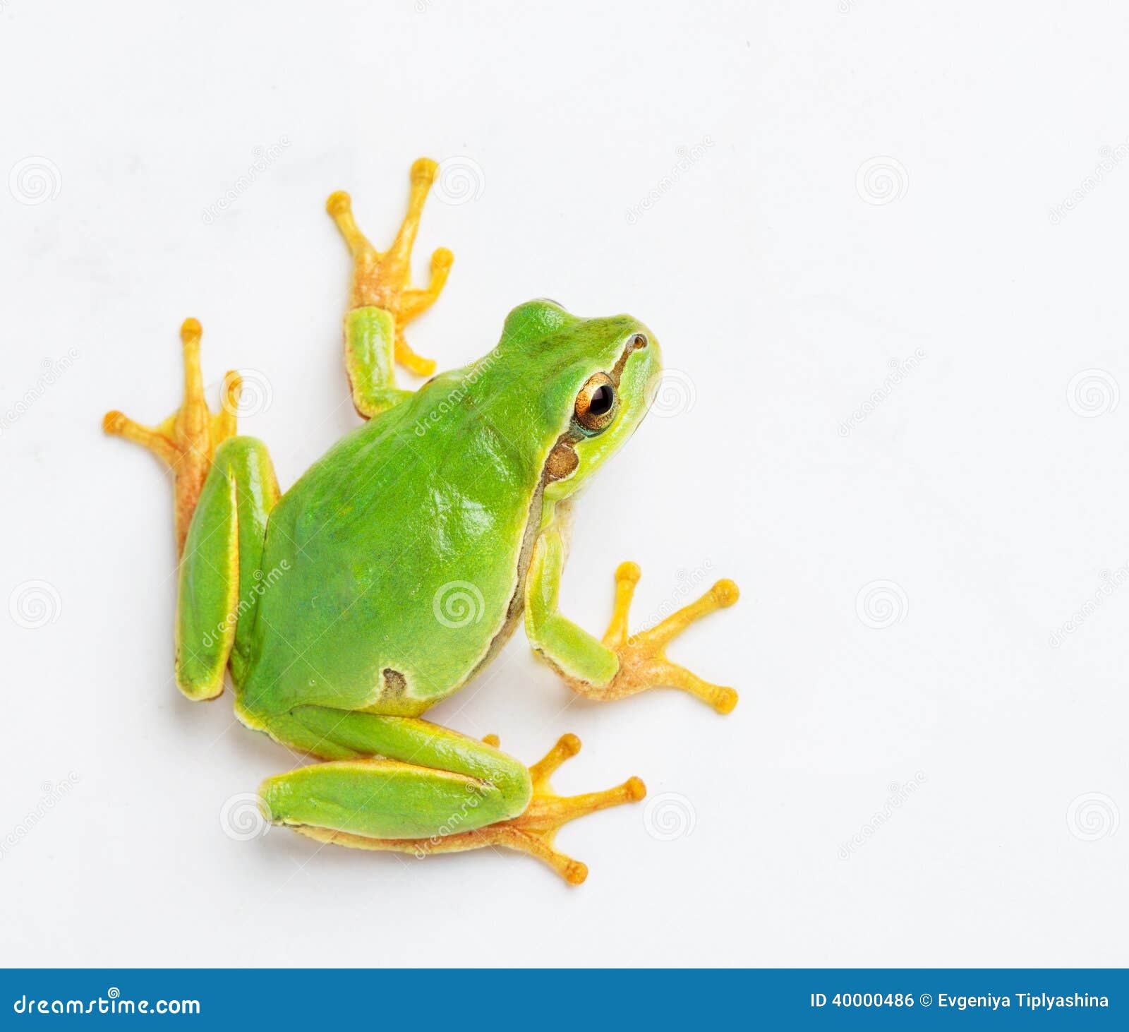 Groene kikker stock foto. Image of exemplaar, grappig - 40000486