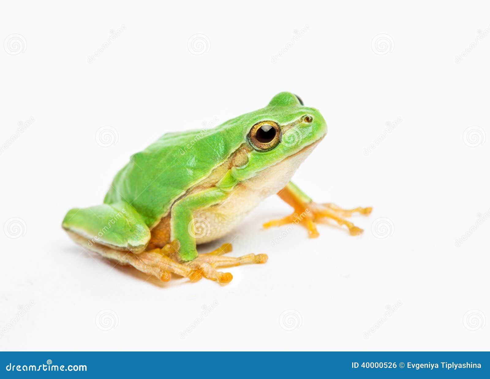 Groene kikker stock foto. Image of biologie, kikkers - 40000526