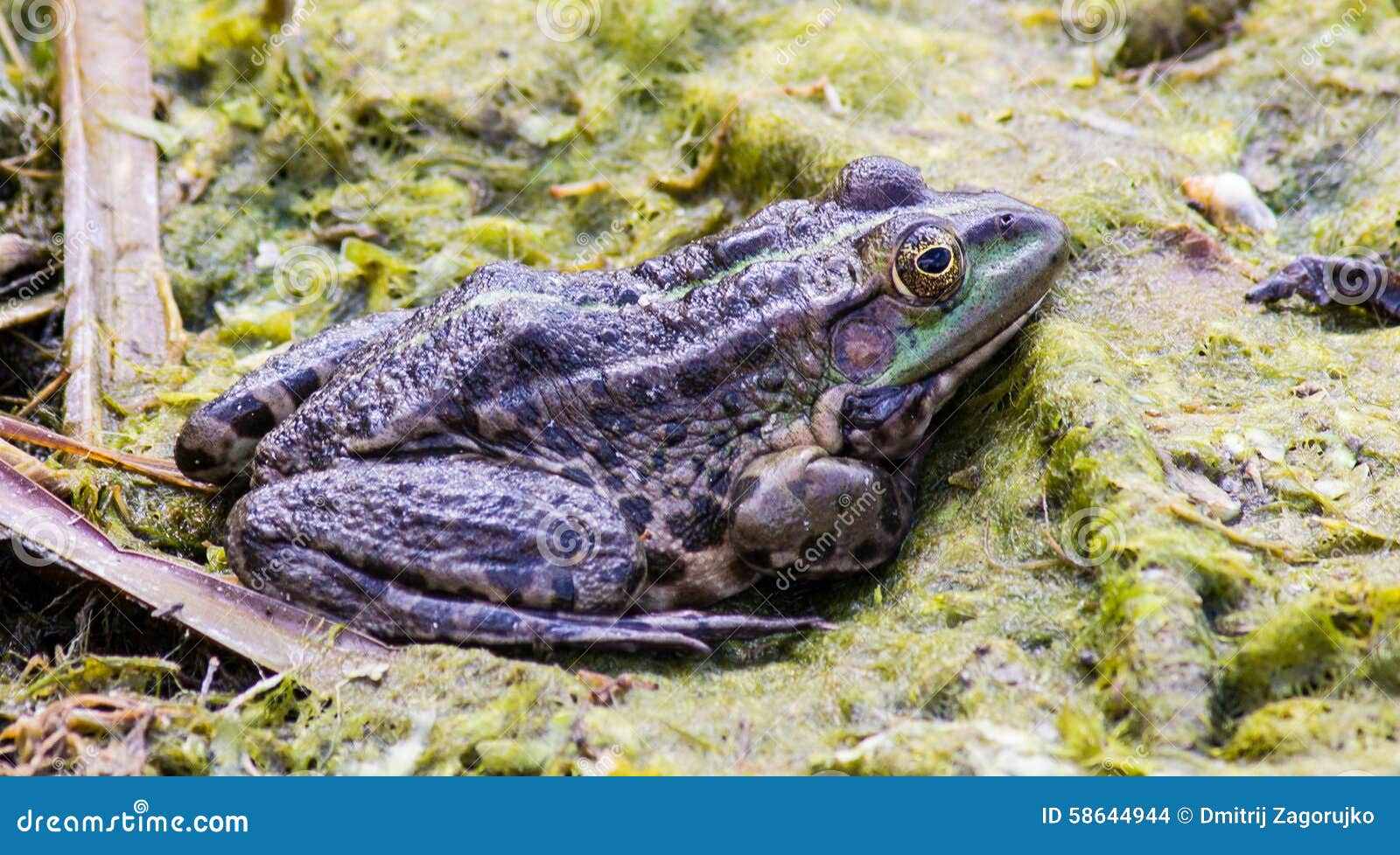 Groene Kikker in Het Moeras Stock Foto - Image of groen, slib: 58644944
