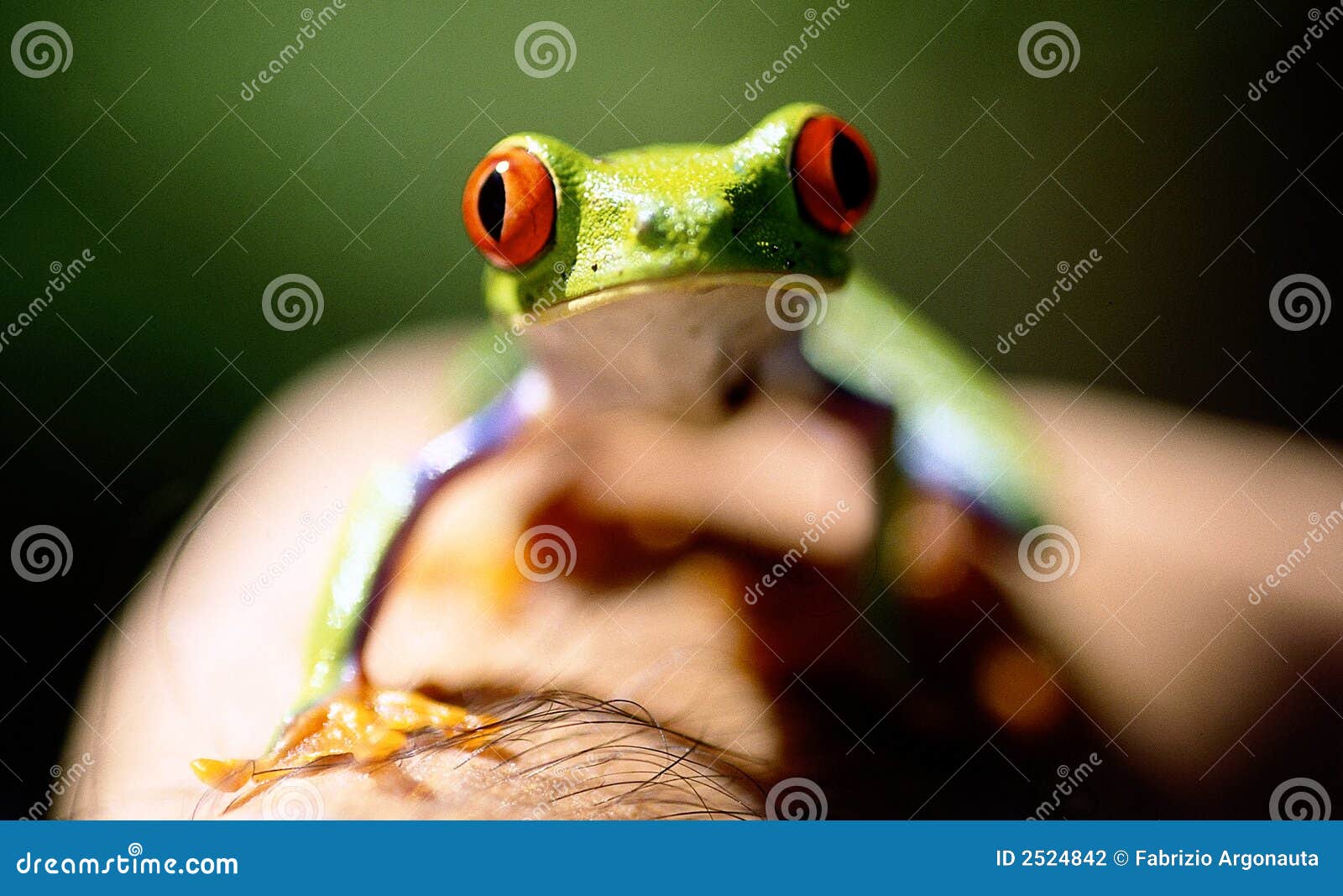Groene kikker rode ogen stock foto. Image of wild, zoölogie - 2524842