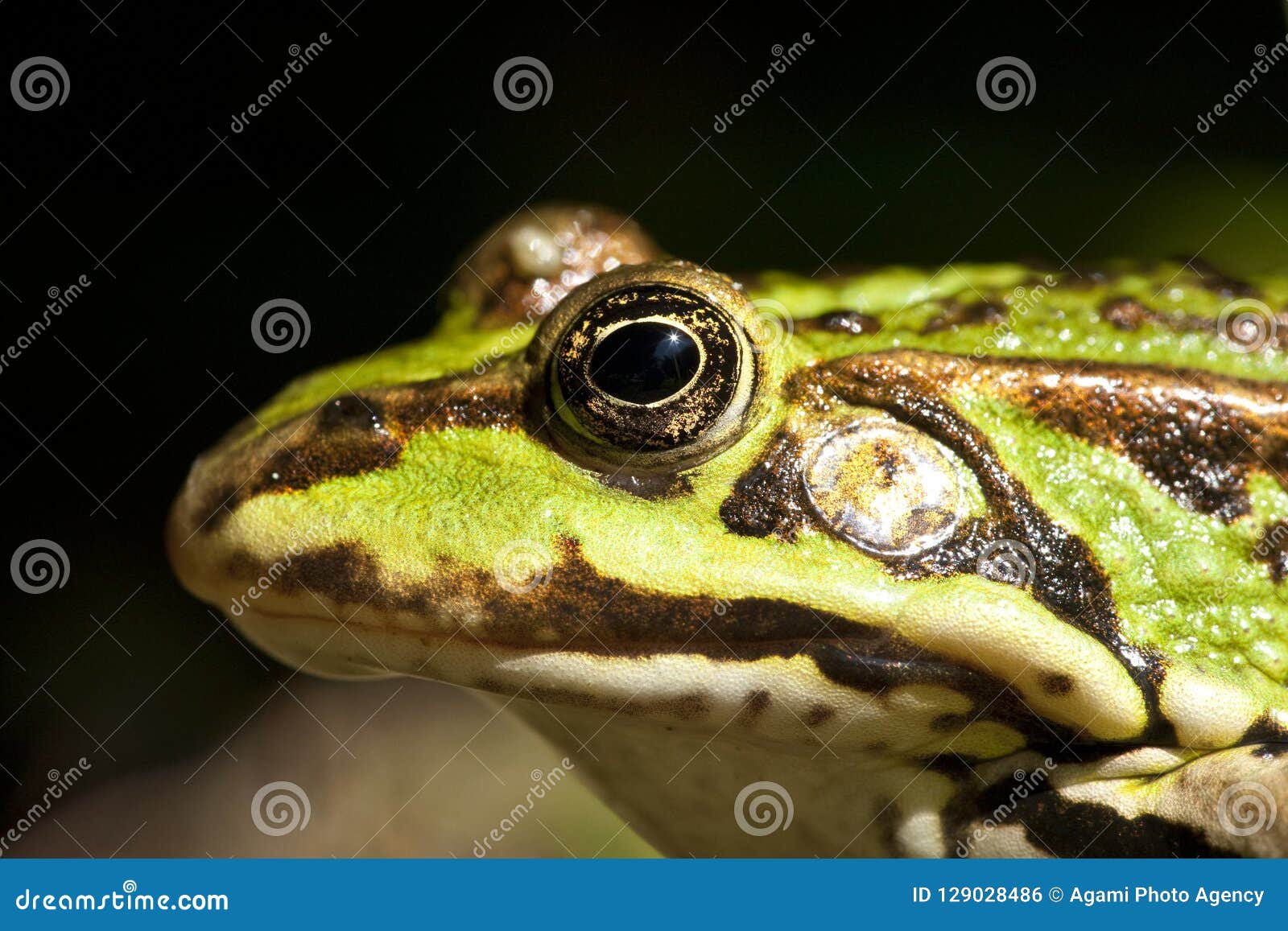 Groene Kikker Stock Photos - Free & Royalty-Free Stock Photos from ...