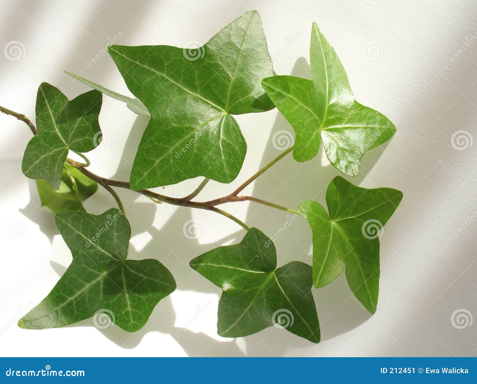 Groene klimop stock afbeelding. Image of installatie, groen - 212451