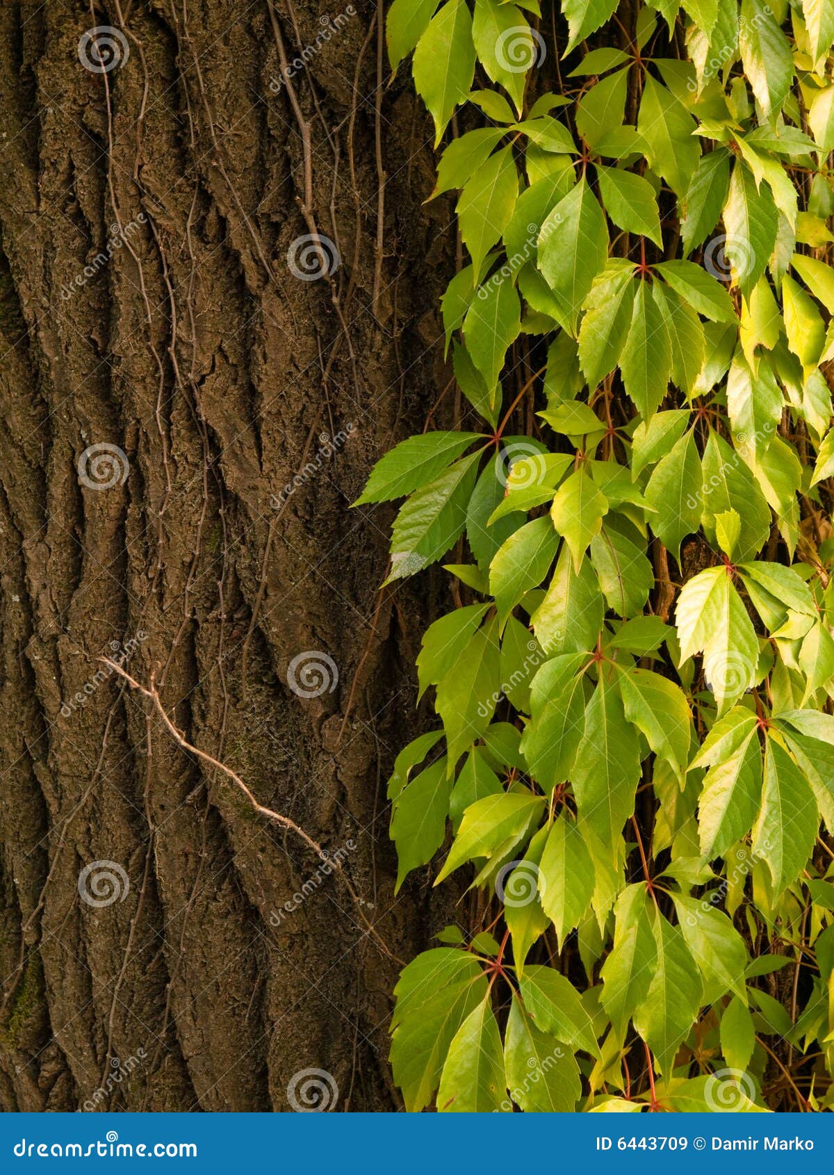 Groene klimop op een boom stock afbeelding. Image of verlof - 6443709