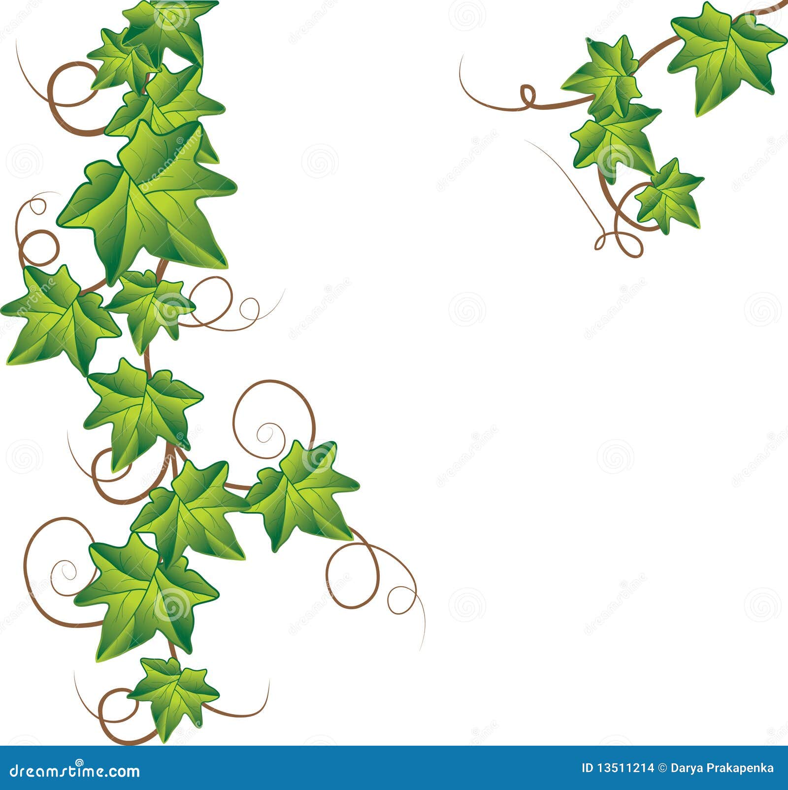Groene Klimop. Vector Illustratie Vector Illustratie - Illustration of ...
