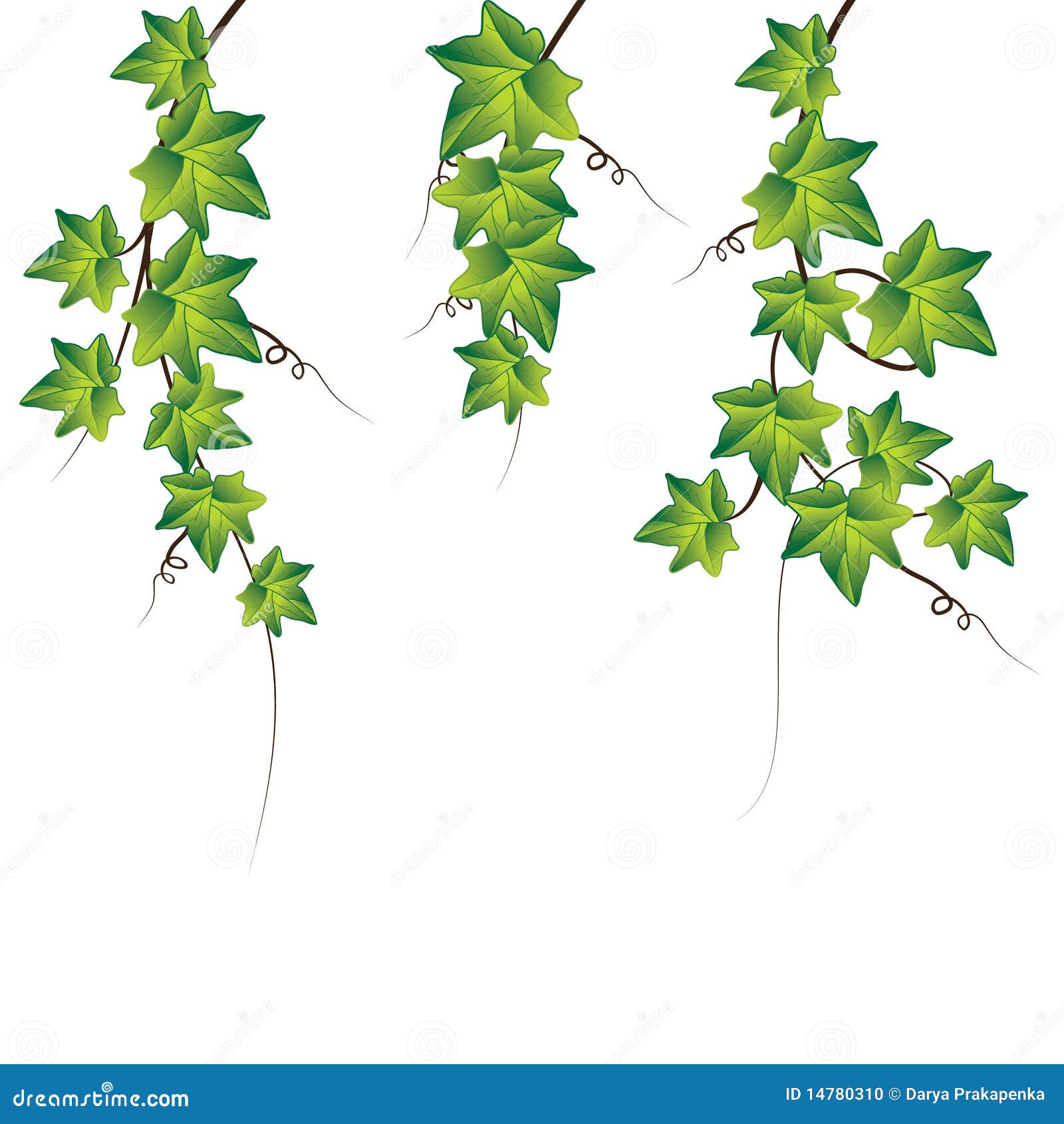 Groene Klimop. Vector Illustratie Vector Illustratie - Illustration of ...