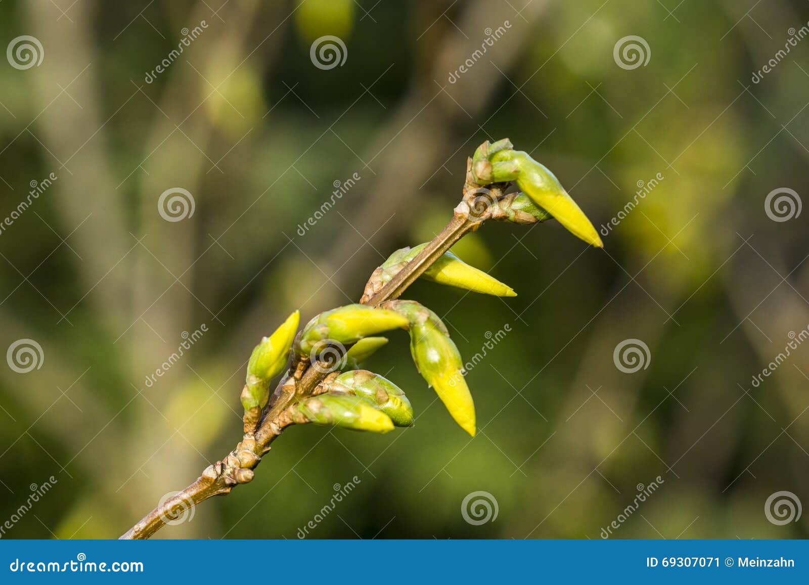 Groene Knop Van Boom in Detail Stock Afbeelding - Image of macro, knop ...