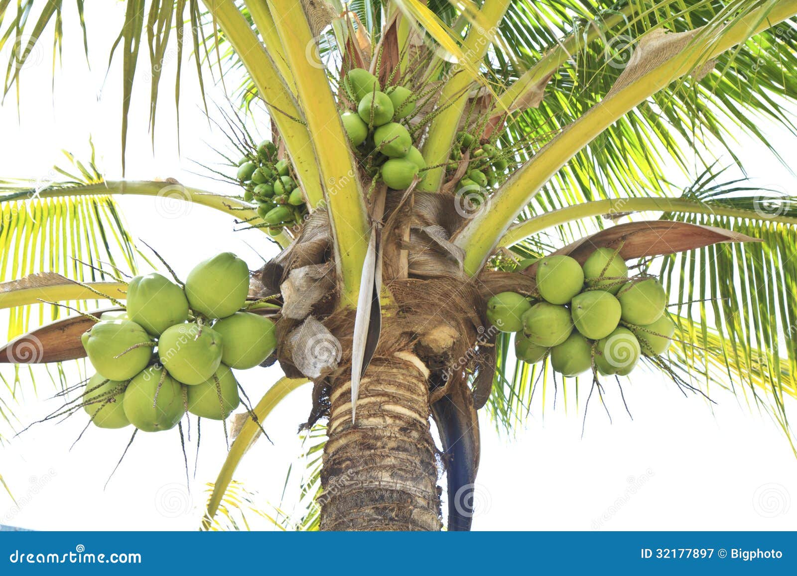 Groene kokosnoot bij boom stock afbeelding. Image of blad - 32177897