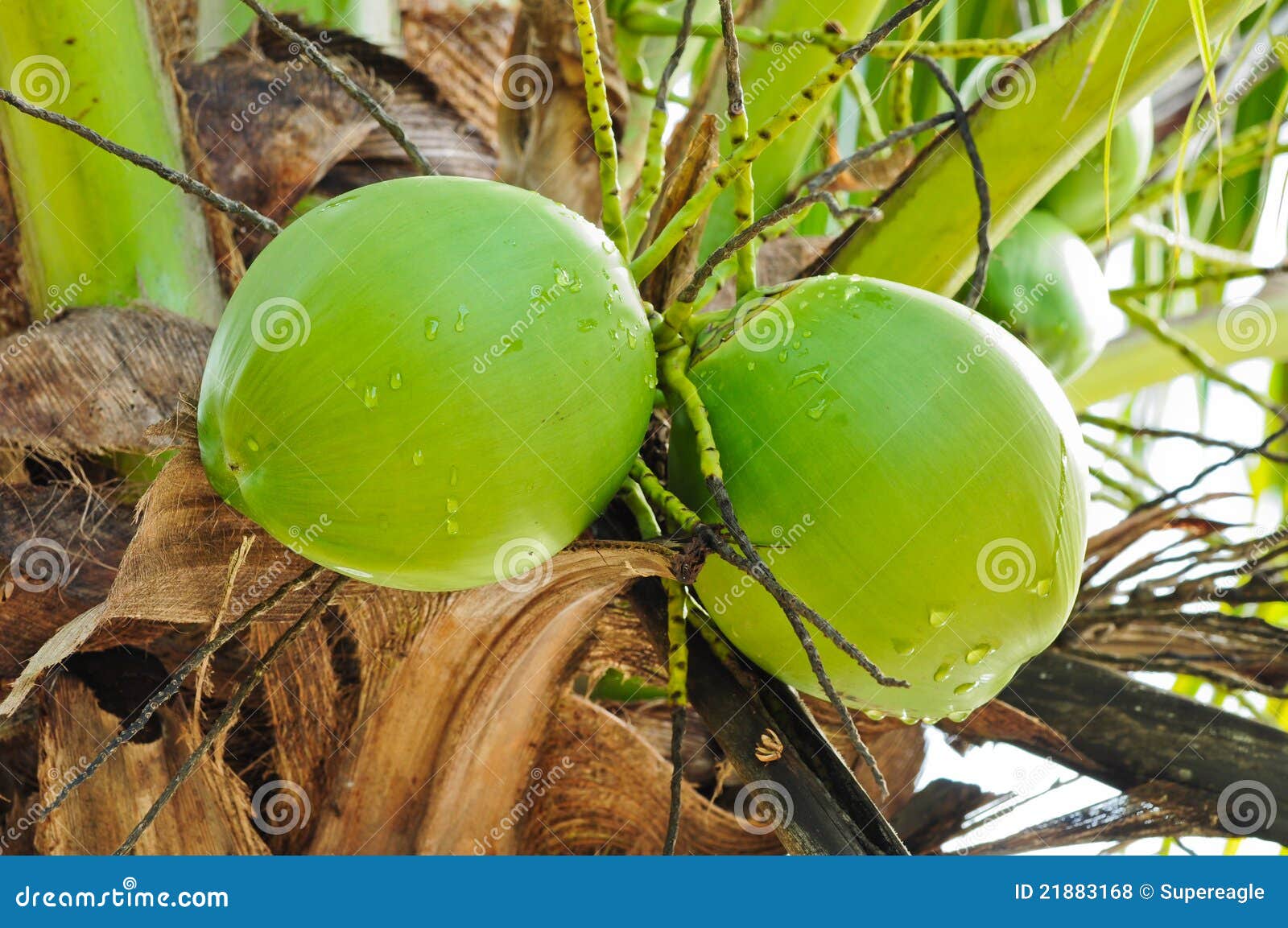 Groene kokosnoot op boom stock foto. Image of besnoeiing - 21883168