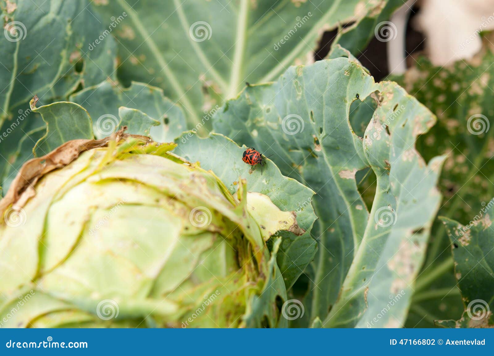 Groene Kool Met Ongedierte in Een Tuin Stock Foto - Image of ongedierte ...