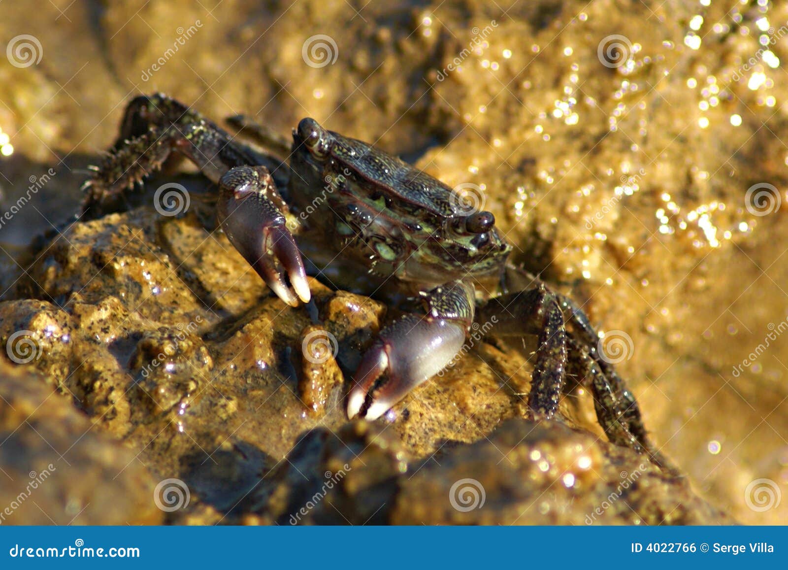 Groene krab stock foto. Image of dier, groen, krab, zacht - 4022766