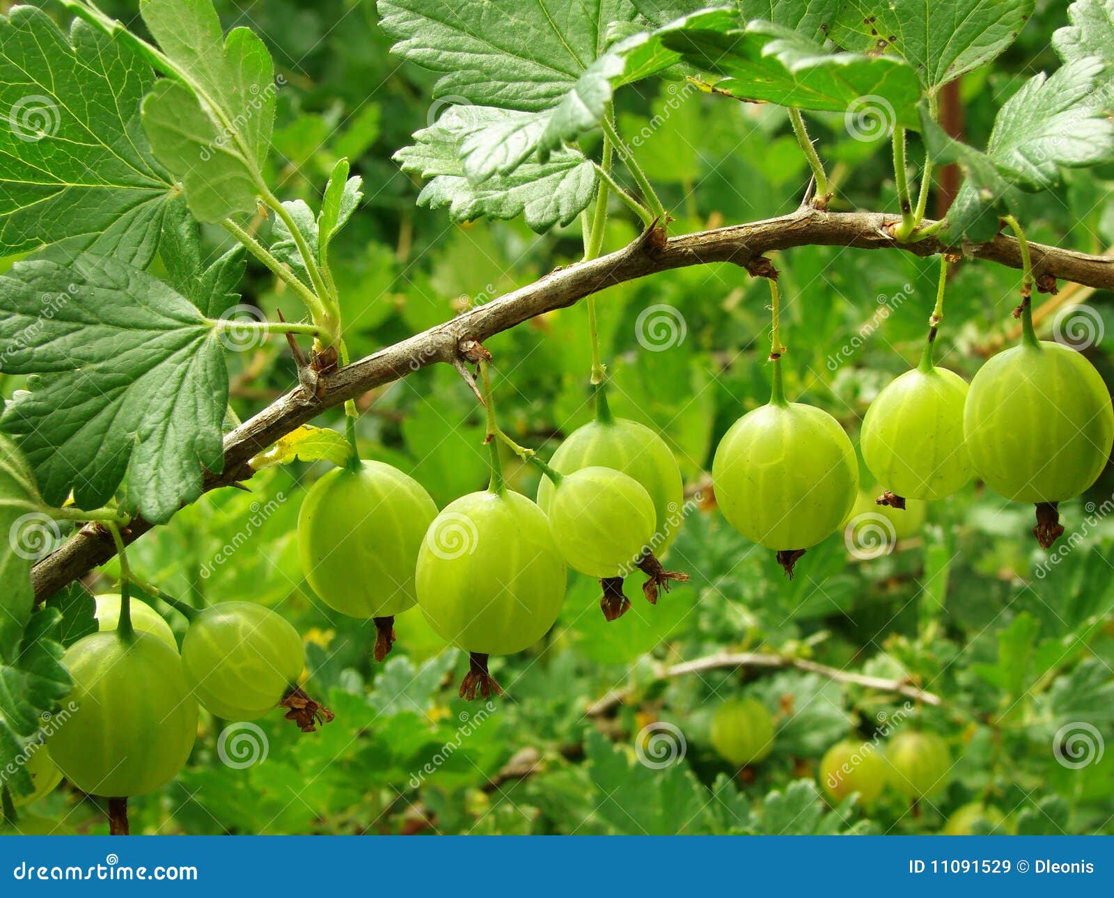 Groene kruisbessen stock afbeelding. Image of zomer, bladeren - 11091529