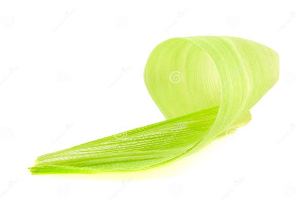 Groene krul stock afbeelding. Image of gebladerte, geïsoleerd - 12195171