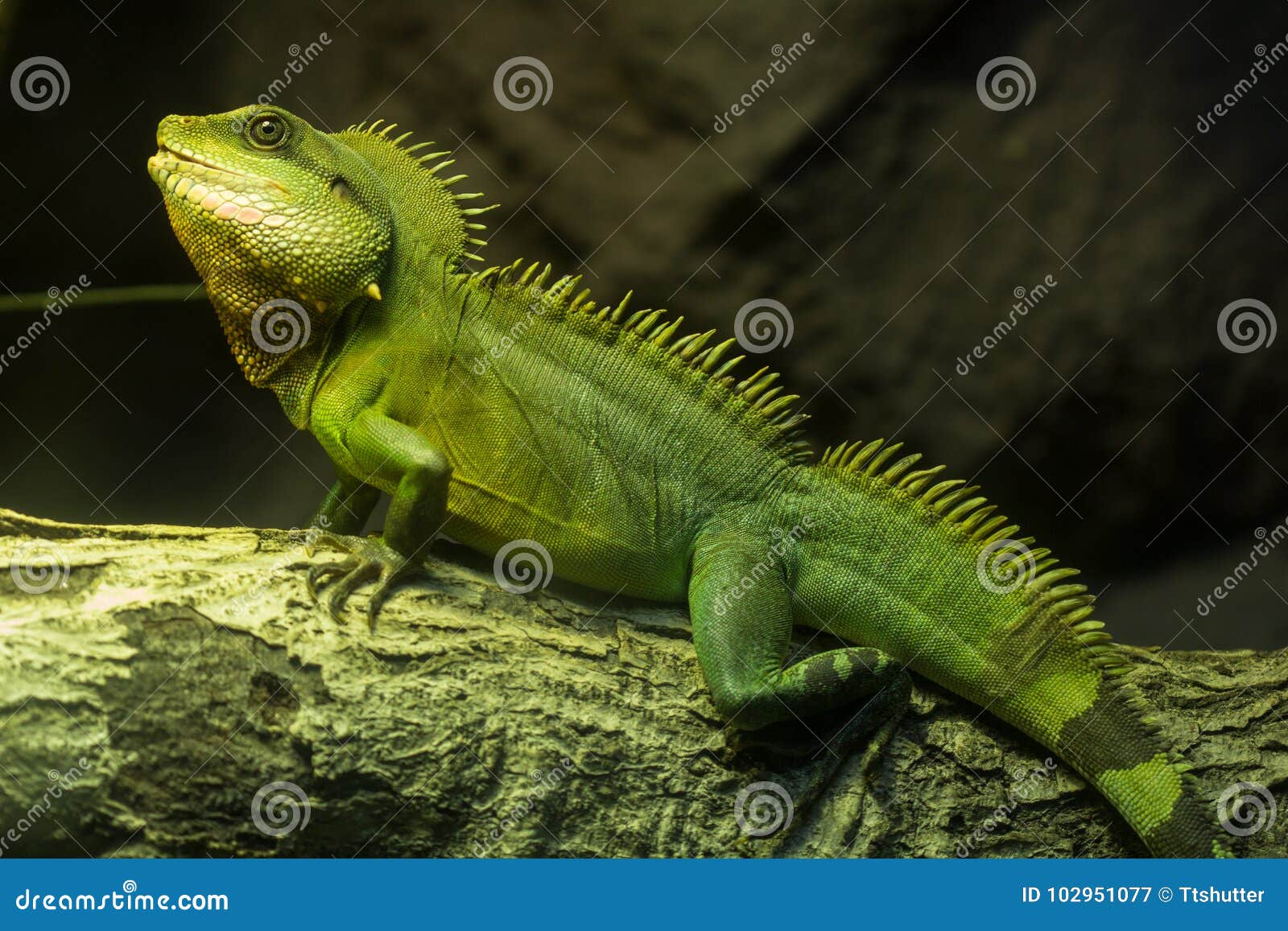 Groene leguaan stock afbeelding. Image of gezicht, bruin - 102951077