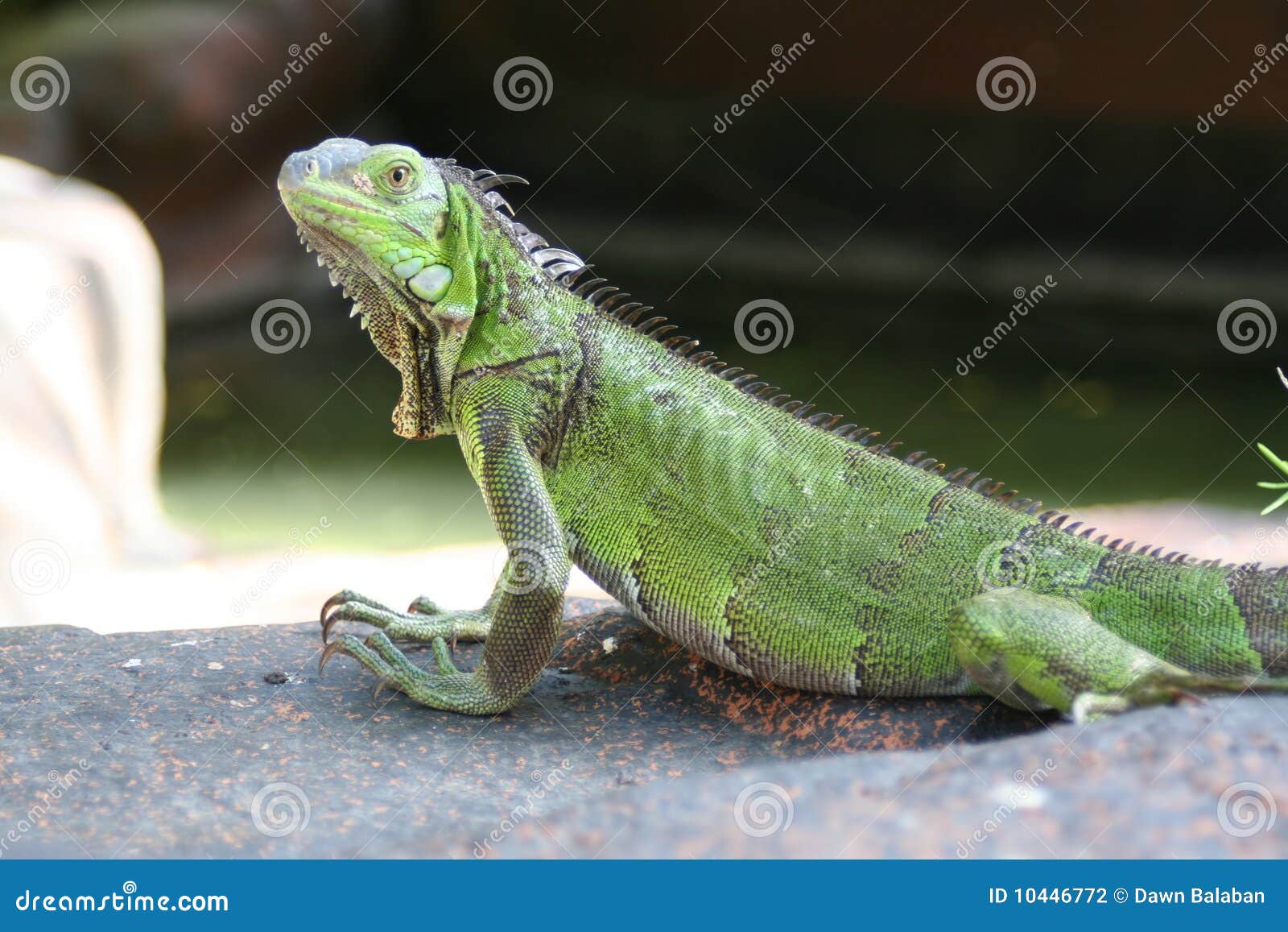 Groene leguaan stock foto. Image of rots, oppervlakte - 10446772