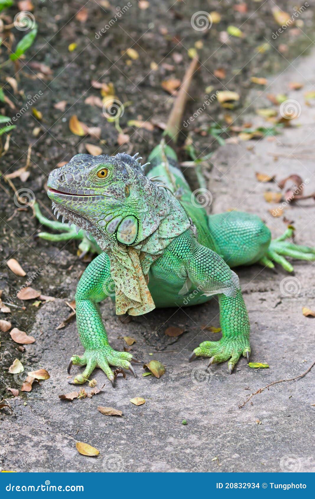 Groene leguaan stock foto. Image of reptiel, vrijetijdsbesteding - 20832934