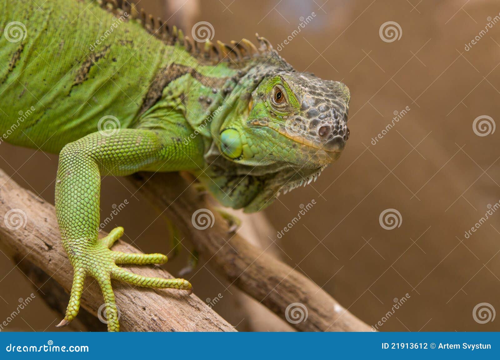 Groene leguaan stock foto. Image of kameleon, leguaan - 21913612