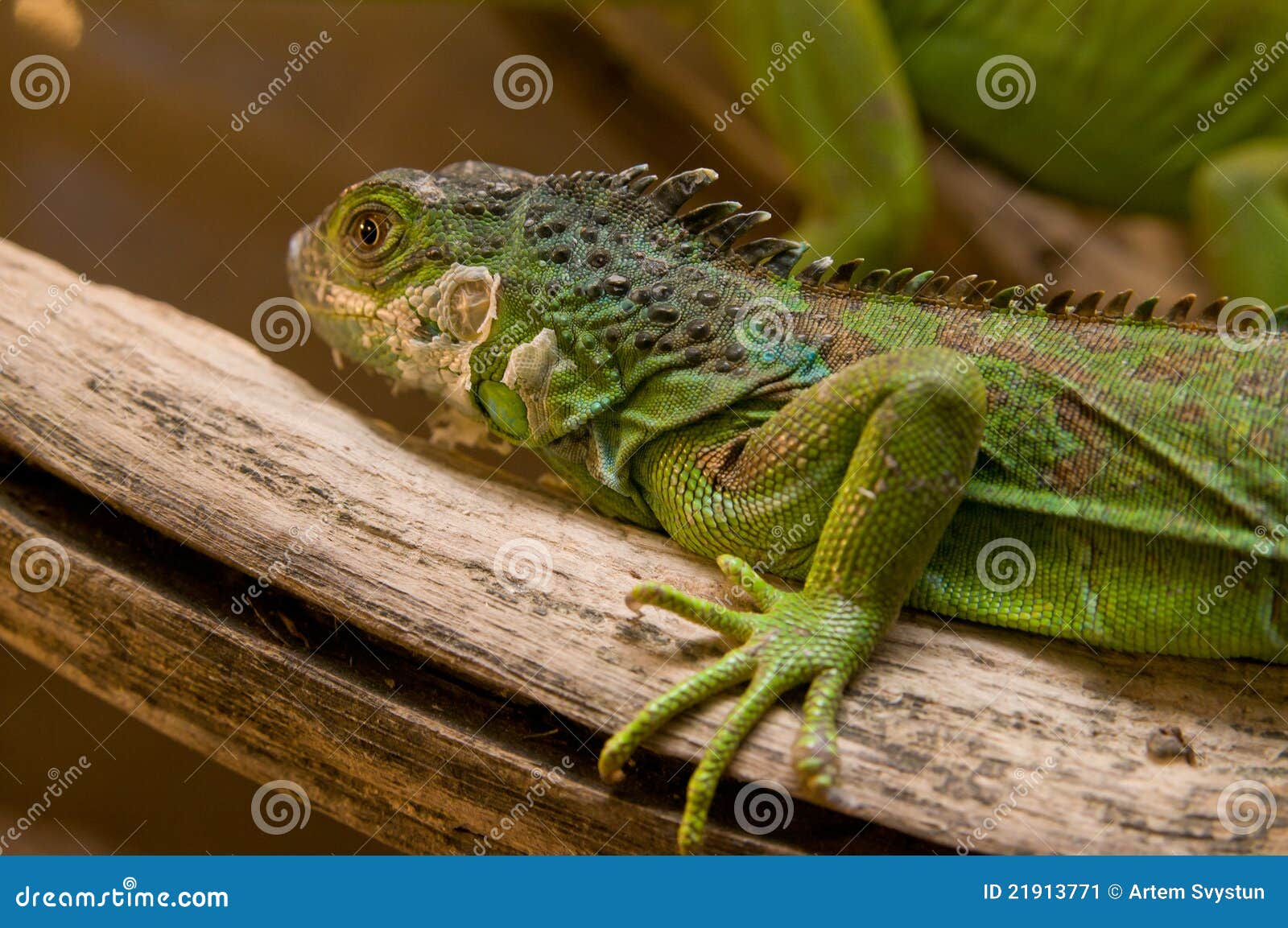 Groene leguaan stock afbeelding. Image of reptiel, terrarium - 21913771
