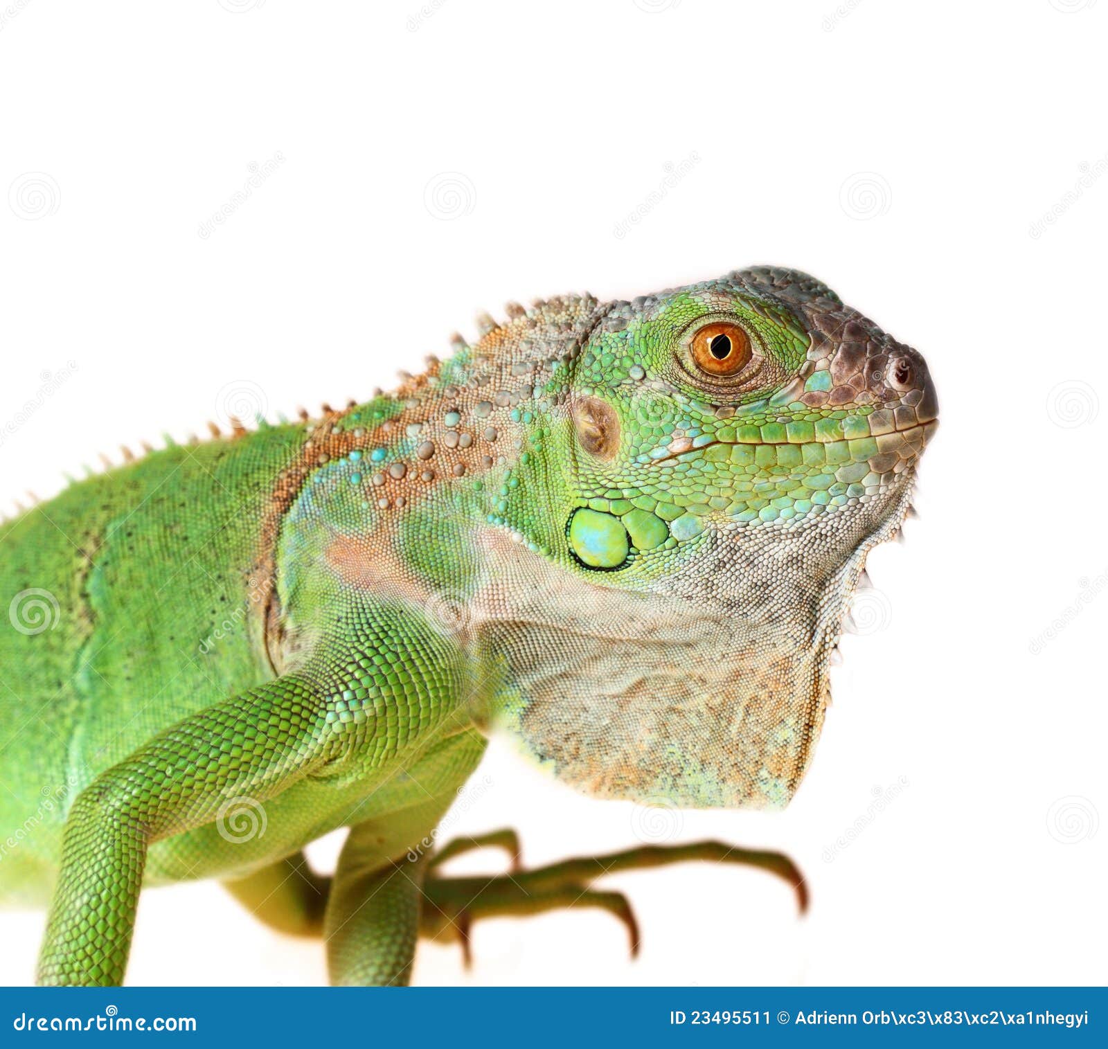 Groene leguaan stock afbeelding. Image of draak, herbivoor - 23495511