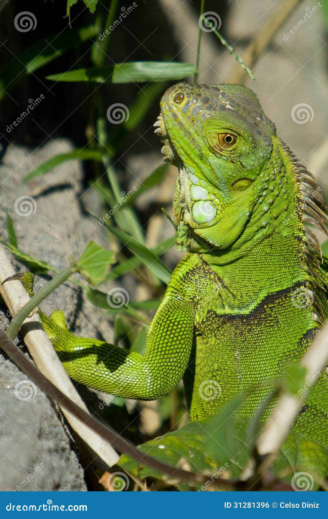 Groene Leguaan stock foto. Image of hagedis, nadruk, kleur - 31281396