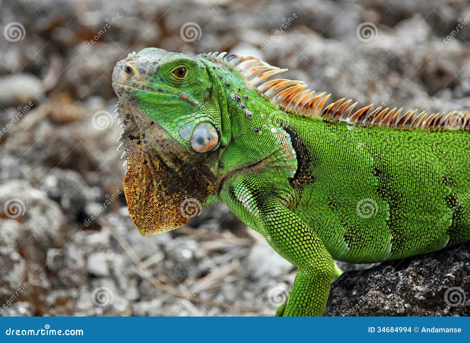 Groene Leguaan stock foto. Image of basilisk, leguaan - 34684994