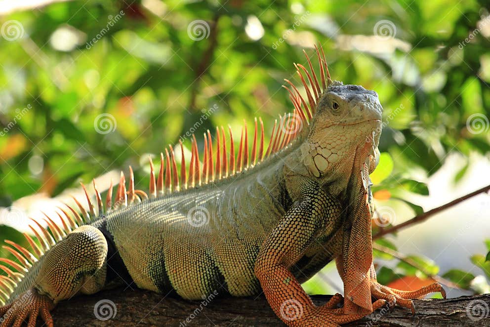 Groene Leguaan stock foto. Image of sleutels, leguaan - 35990962