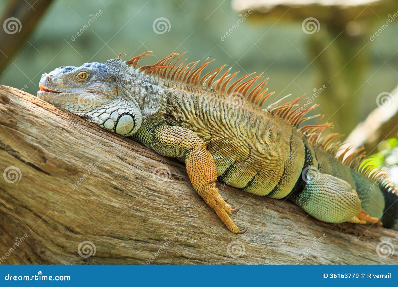 Groene Leguaan stock afbeelding. Image of afrika, nave - 36163779