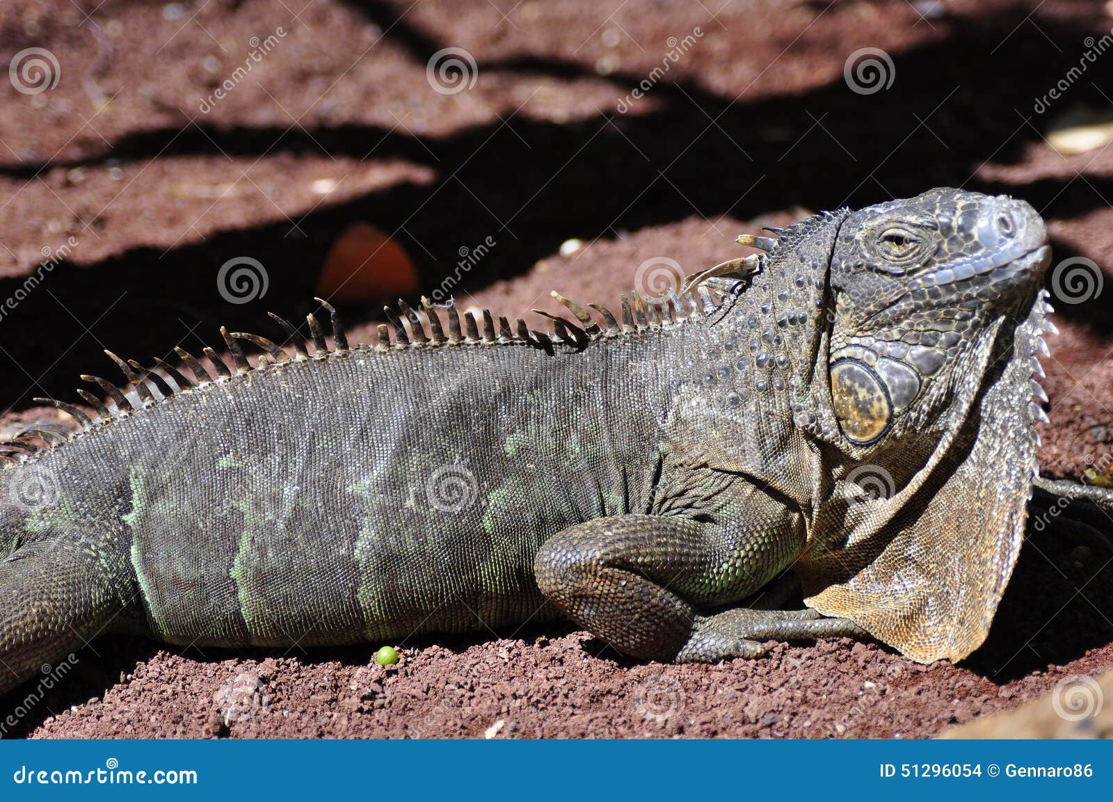 Groene leguaan stock foto. Image of klauwen, groen, takken - 51296054