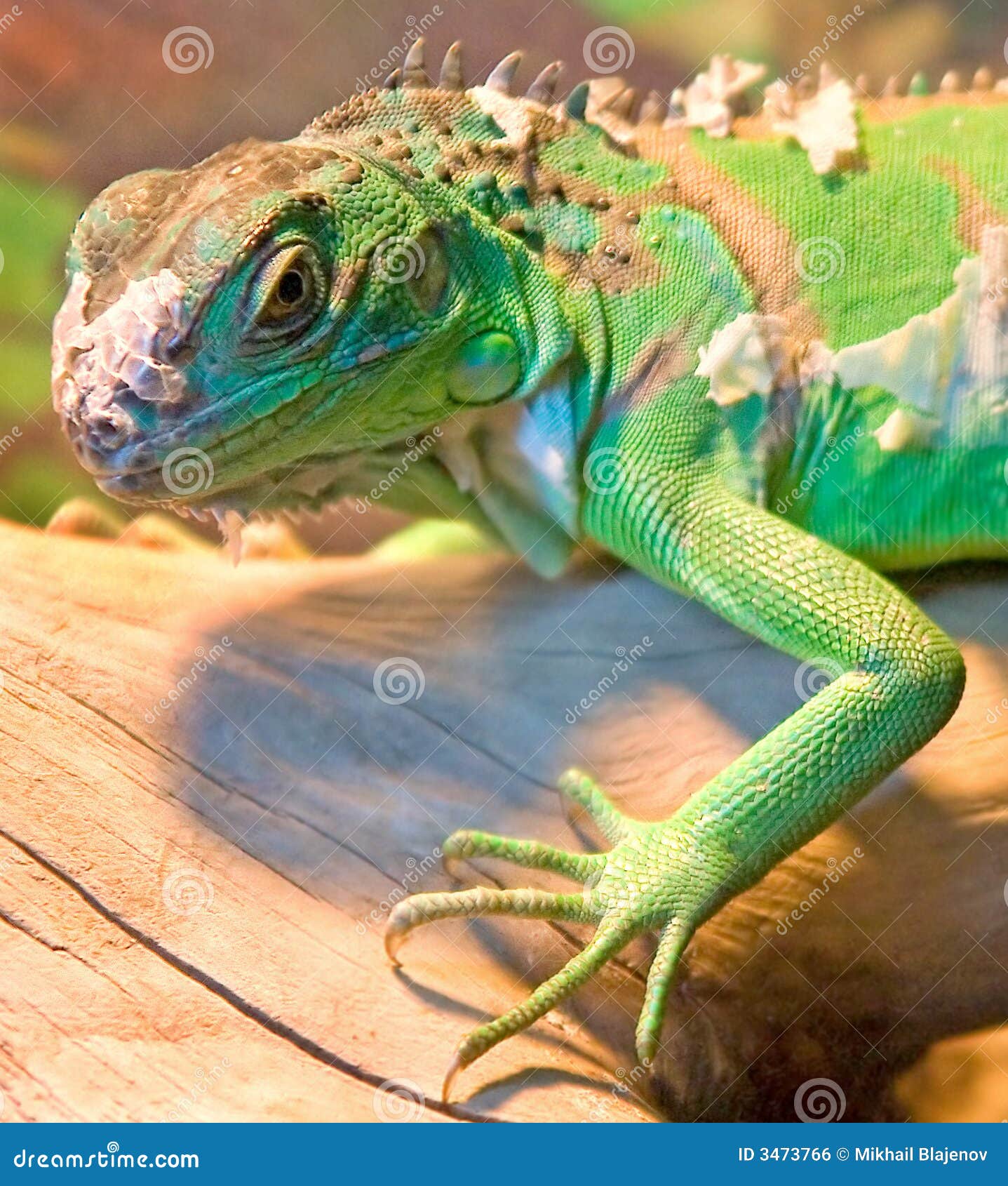 Groene Leguaan 6 stock foto. Image of exotisch, dier, mening - 3473766