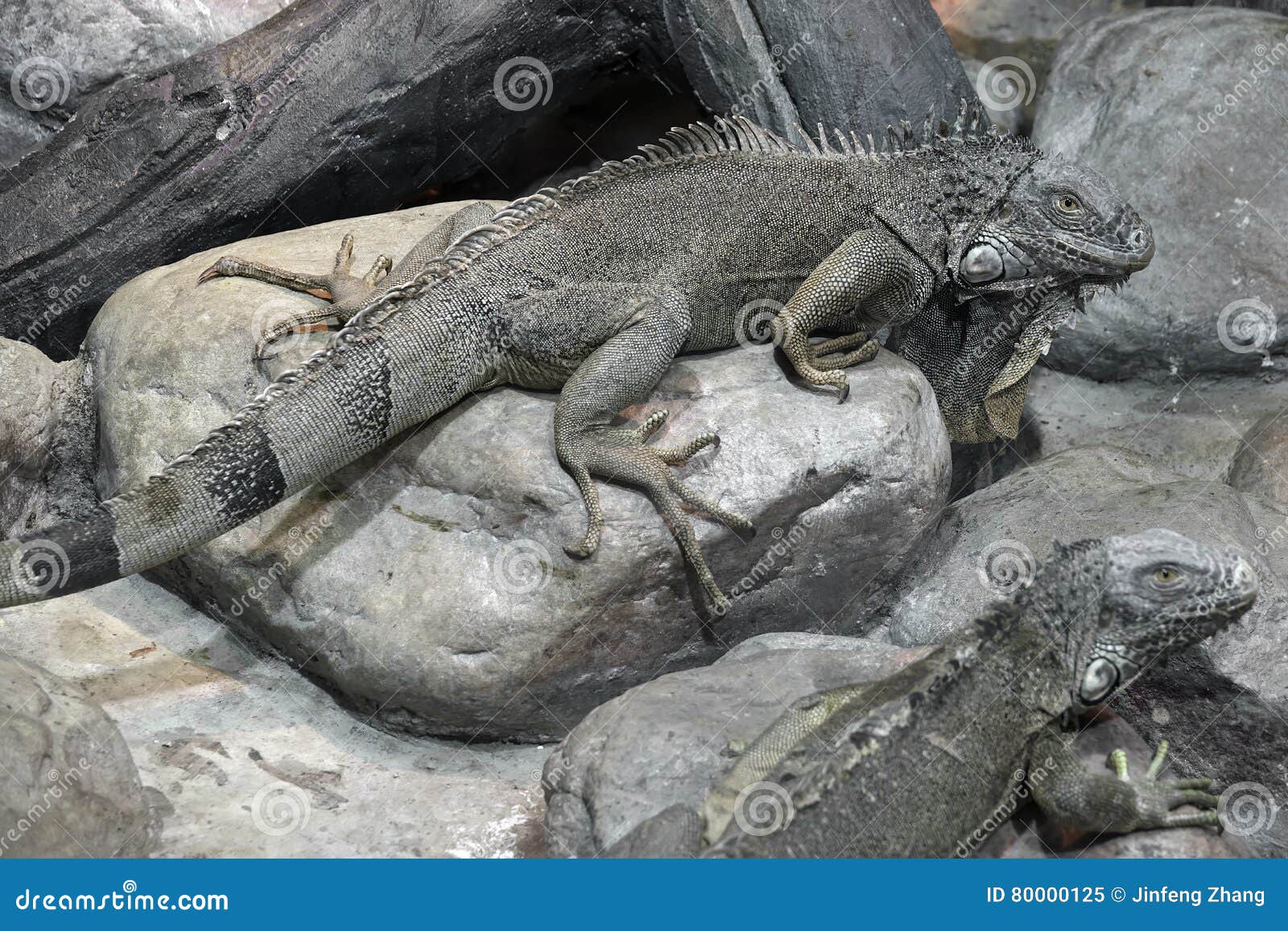 Groene leguaan stock afbeelding. Image of hagedis, sluit - 80000125