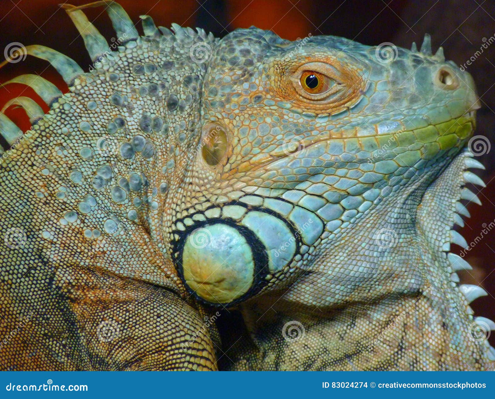 Groene Leguaan Picture. Image: 83024274