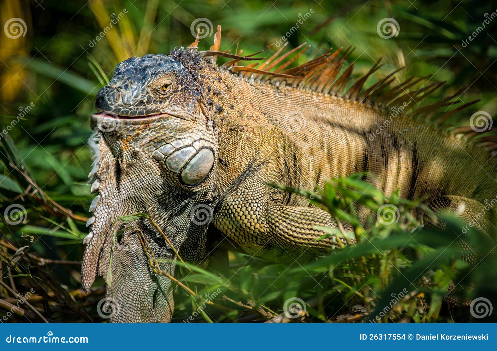 Groene Leguaan in De Wildernis Stock Foto - Image of wildernis ...