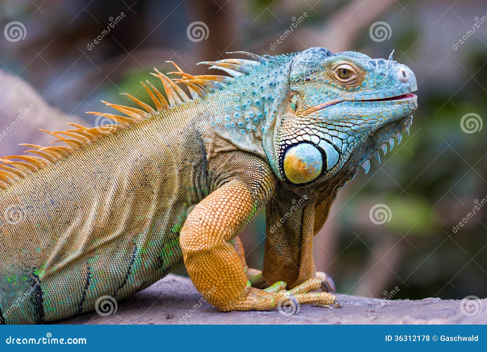 Groene Leguaan (Leguaanleguaan) Stock Foto - Image of niemand, schaal ...