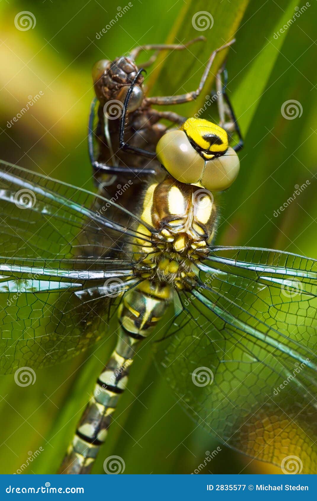 Groene libel en nimf stock afbeelding. Image of nimf, verlof - 2835577