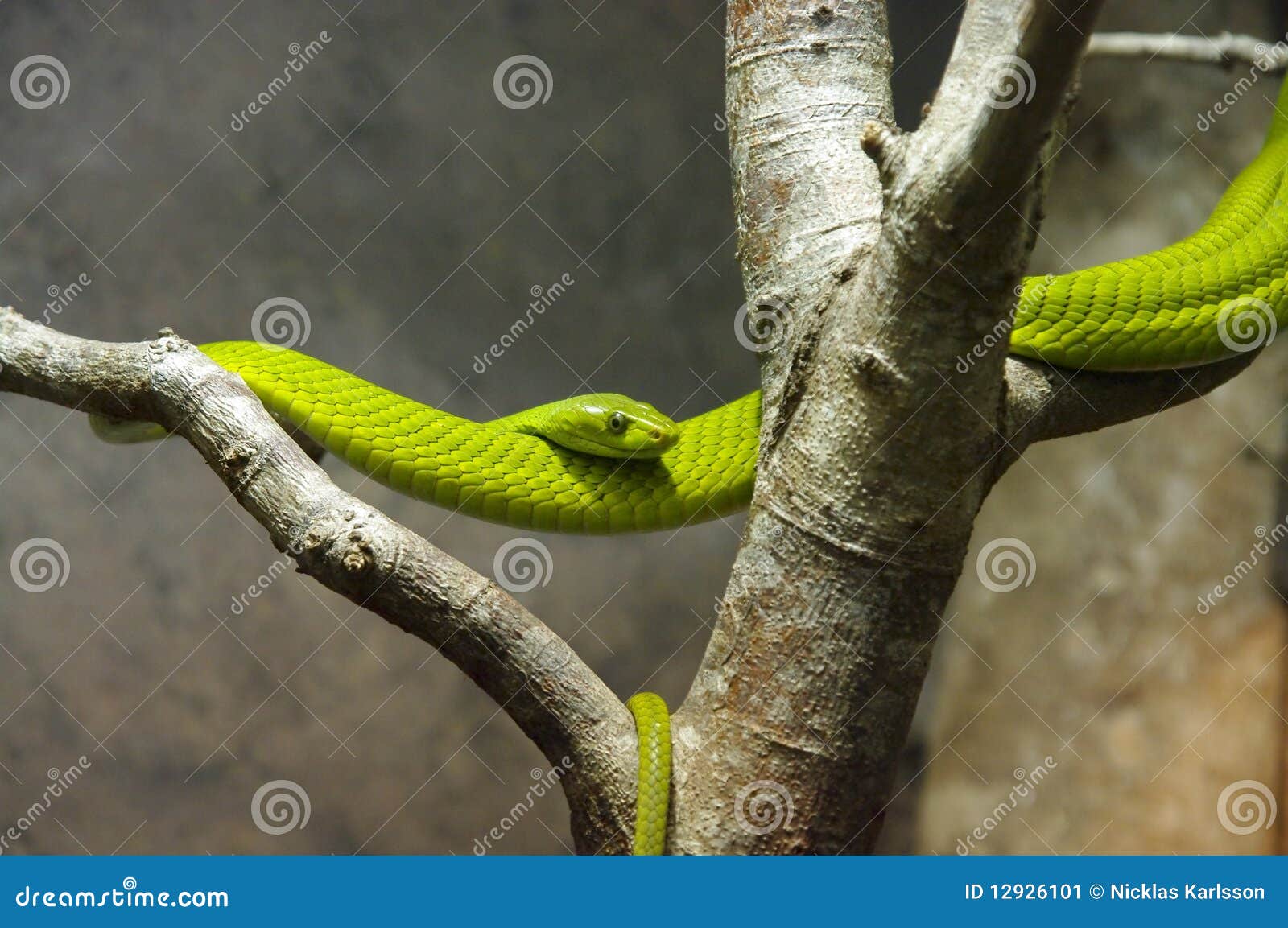 Groene mamba stock afbeelding. Image of klimmen, boom - 12926101