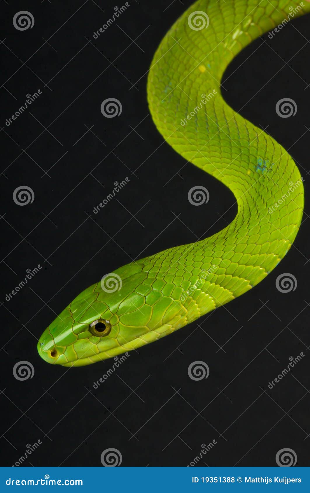 Groene mamba stock foto. Image of malawi, gevaarlijk - 19351388