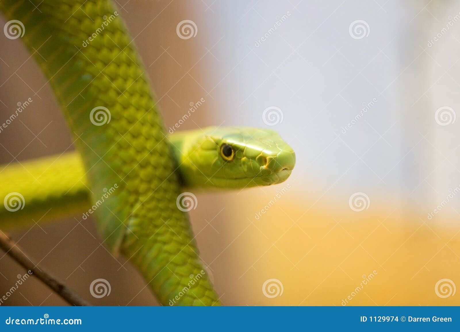 Groene Mamba, Dendroaspis Angusticeps Stock Foto - Image of dodelijk ...