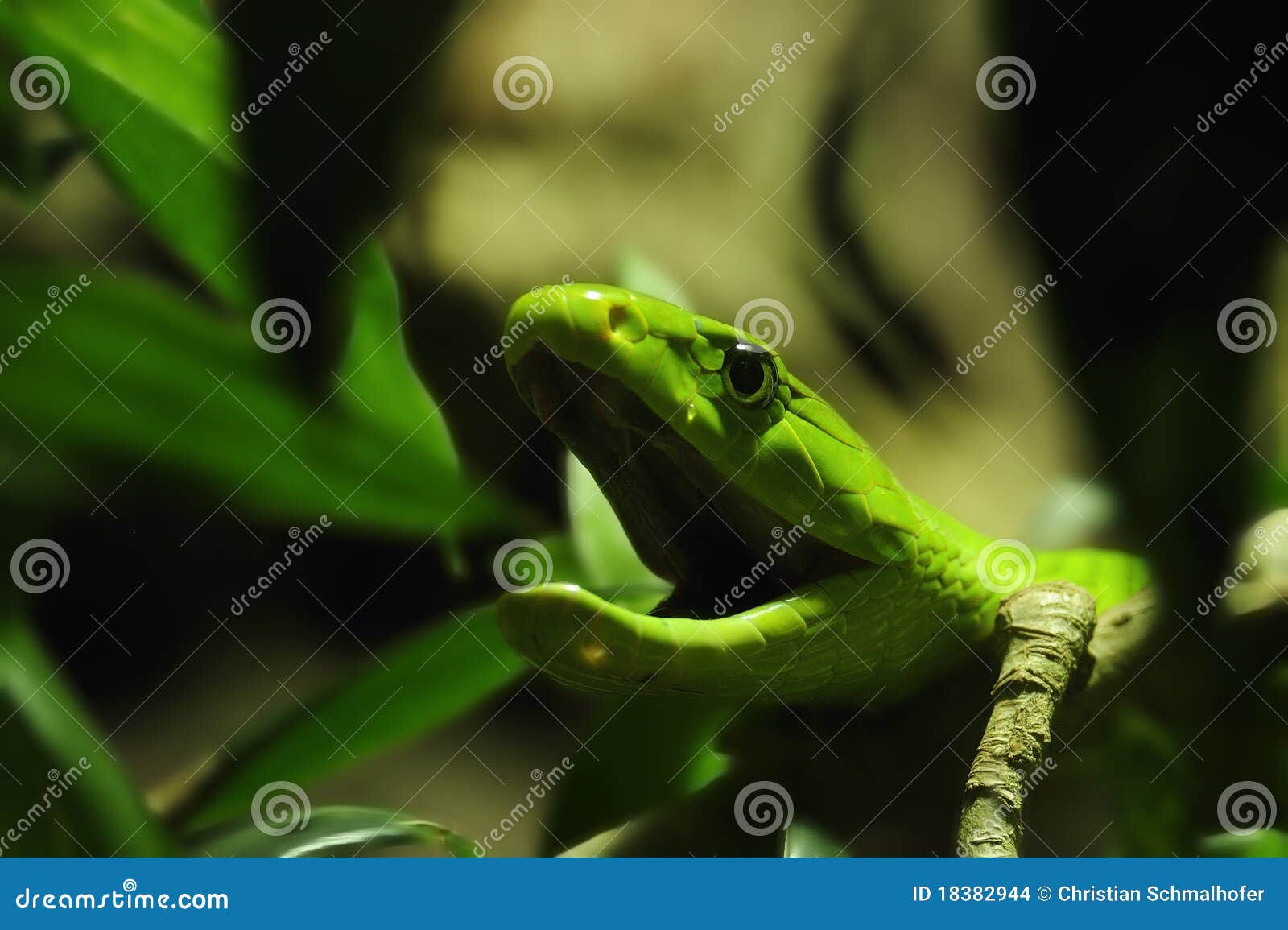 Groene Mamba (Dendroaspis Angusticeps) Stock Foto - Image of reptiel ...
