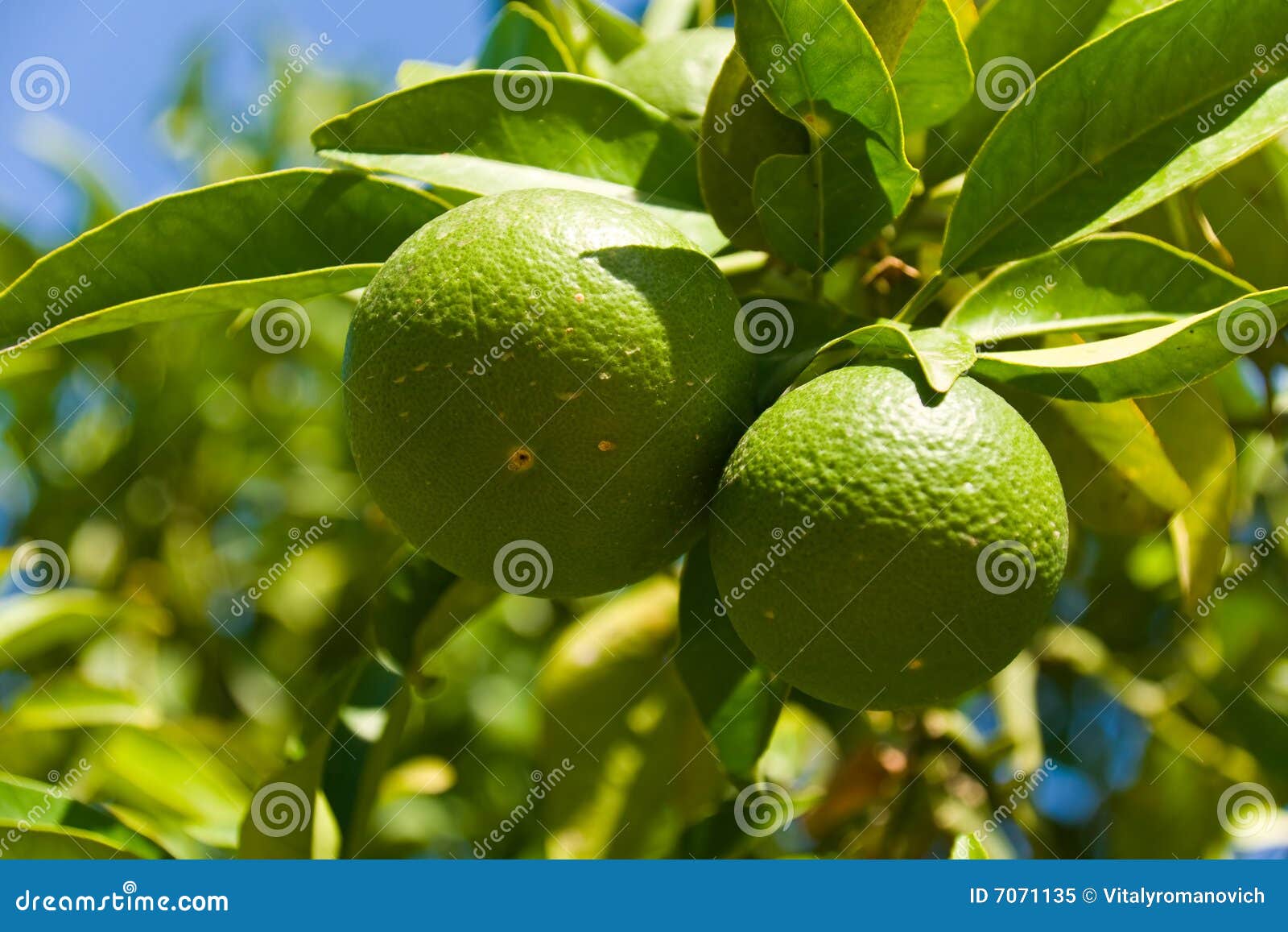 Groene mandarijnen stock afbeelding. Image of aanplanting - 7071135