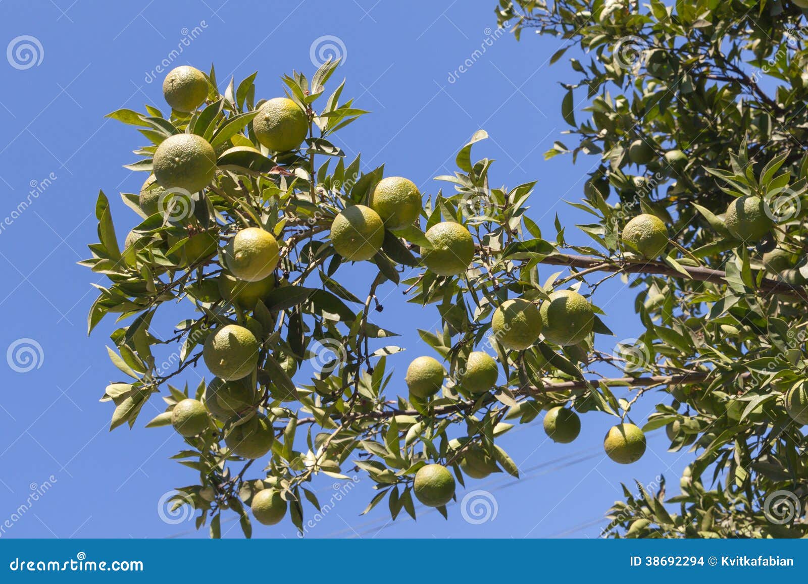 Groene Mandarins Op De Boom Stock Foto - Image of mandarijnen ...