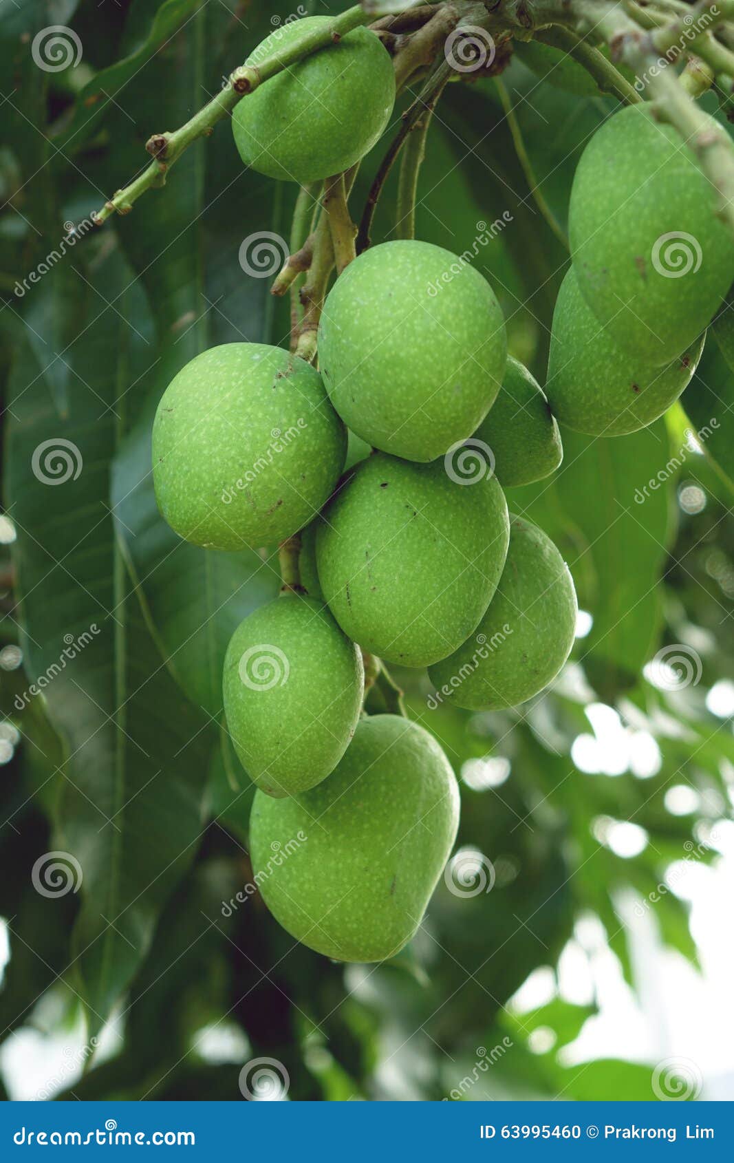 Groene mango op de boom stock foto. Image of openlucht - 63995460