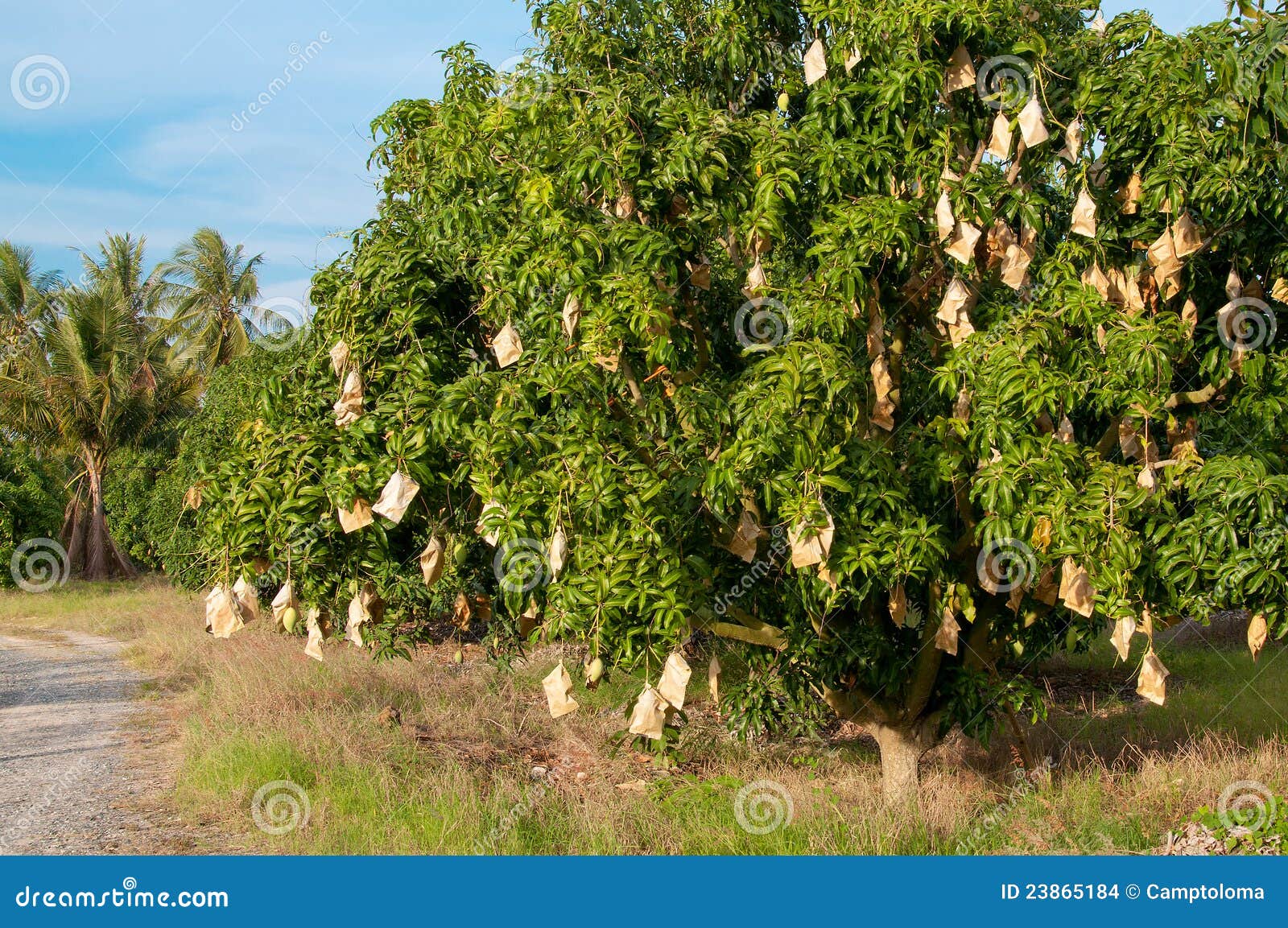Groene Mangoboom Stock Afbeeldingen - Beeld: 23865184