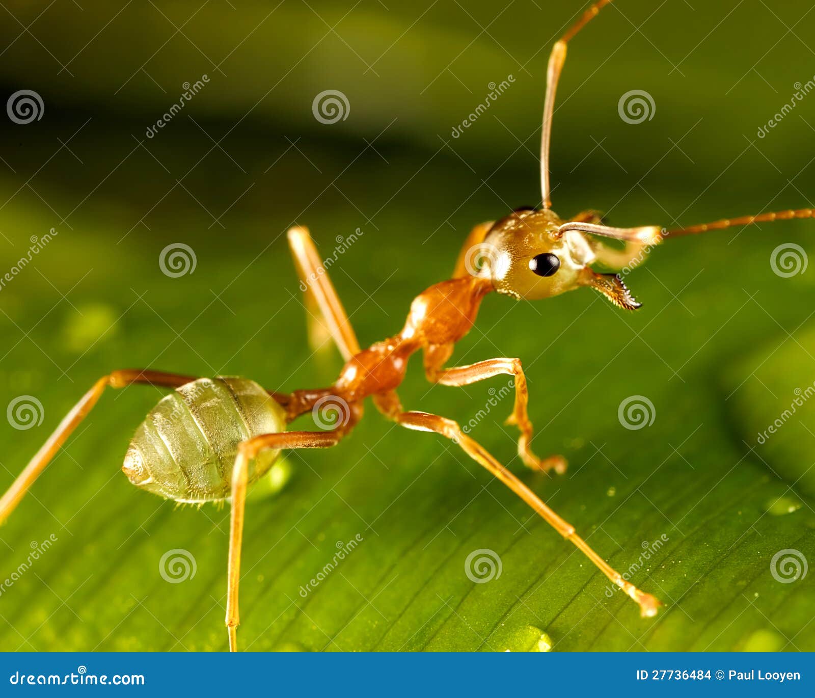 Groene mier stock foto. Image of macro, groen, blad, enkelvoudig - 27736484